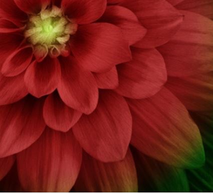 Hoffman Dream Big Scarlet Large Flower Panel P4389H-78 | Little Turtle ...